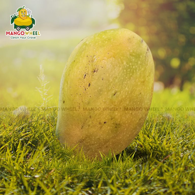 Buy Mangoes Online | Mangoes Online Shopping | Mango Wheel