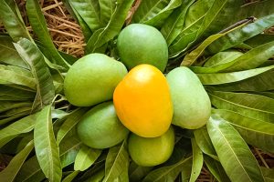 Buy Salem Mangoes Online | Fresh, Handpicked and Chemical-free | Mango ...