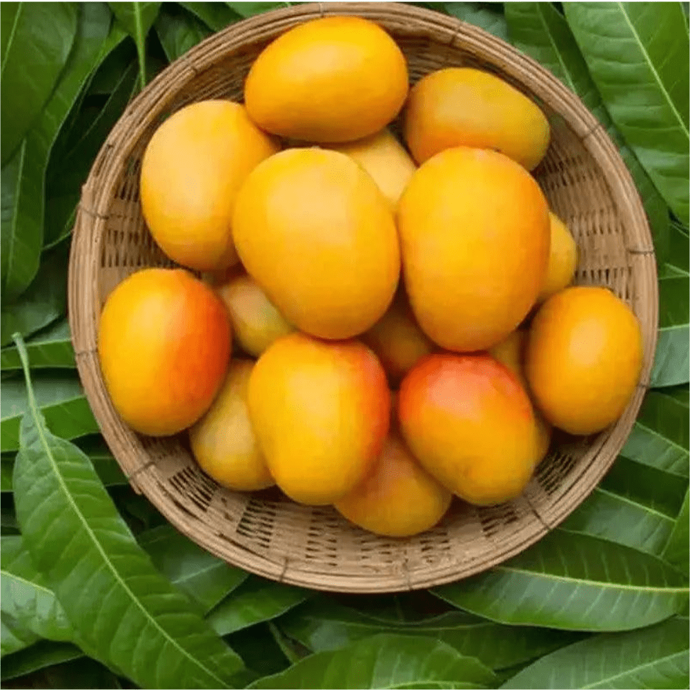 Salem Alphonso Mango Online | MangoWheel