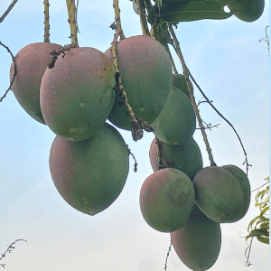Buy Sendura Mango Online | Fresh and Authentic Mangoes Delivered to ...